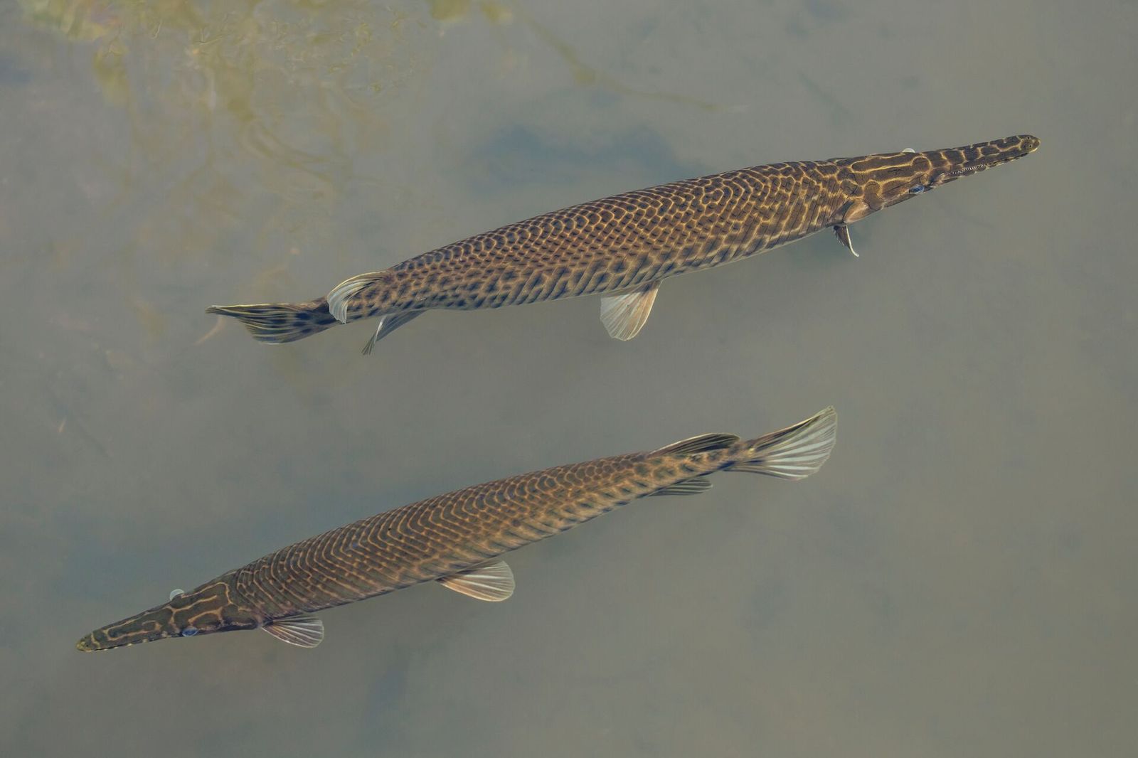 How and Where to Catch Alligator Gar This Season | BOATERexam