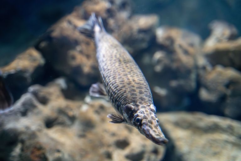 How and Where to Catch Alligator Gar (2026) | BOATERexam
