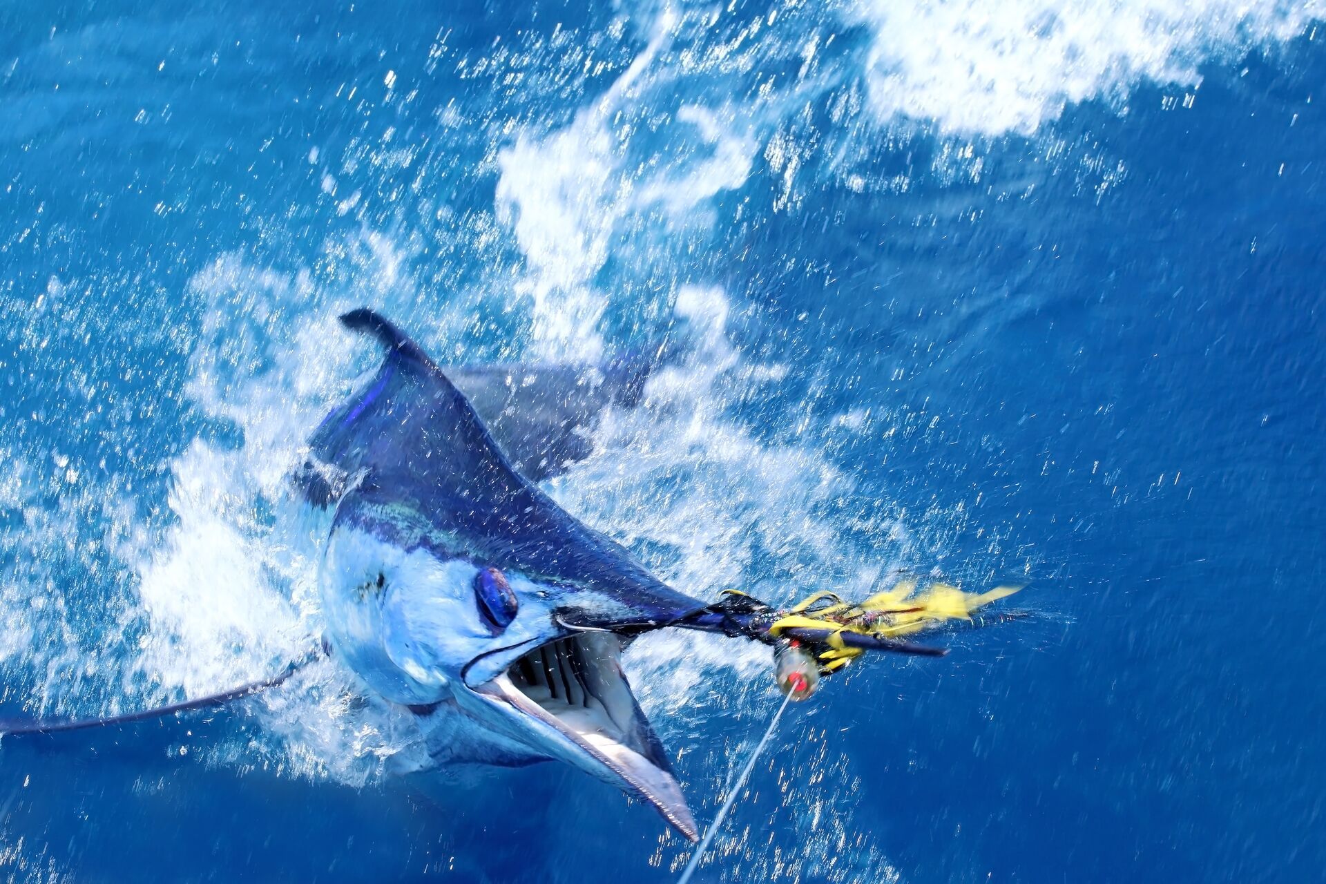 A Guide to Marlin Fishing | BOATERexam