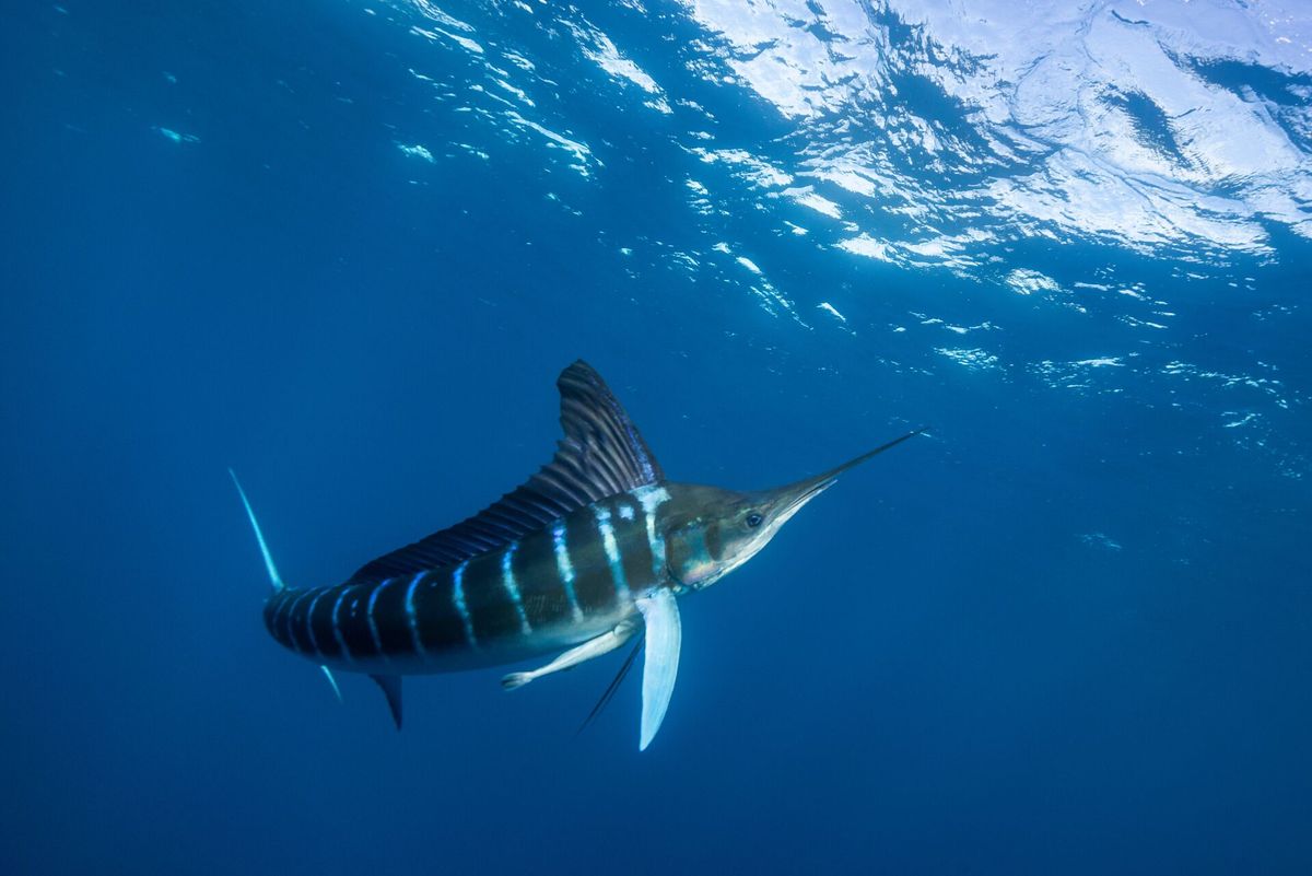 A Guide to Marlin Fishing | BOATERexam