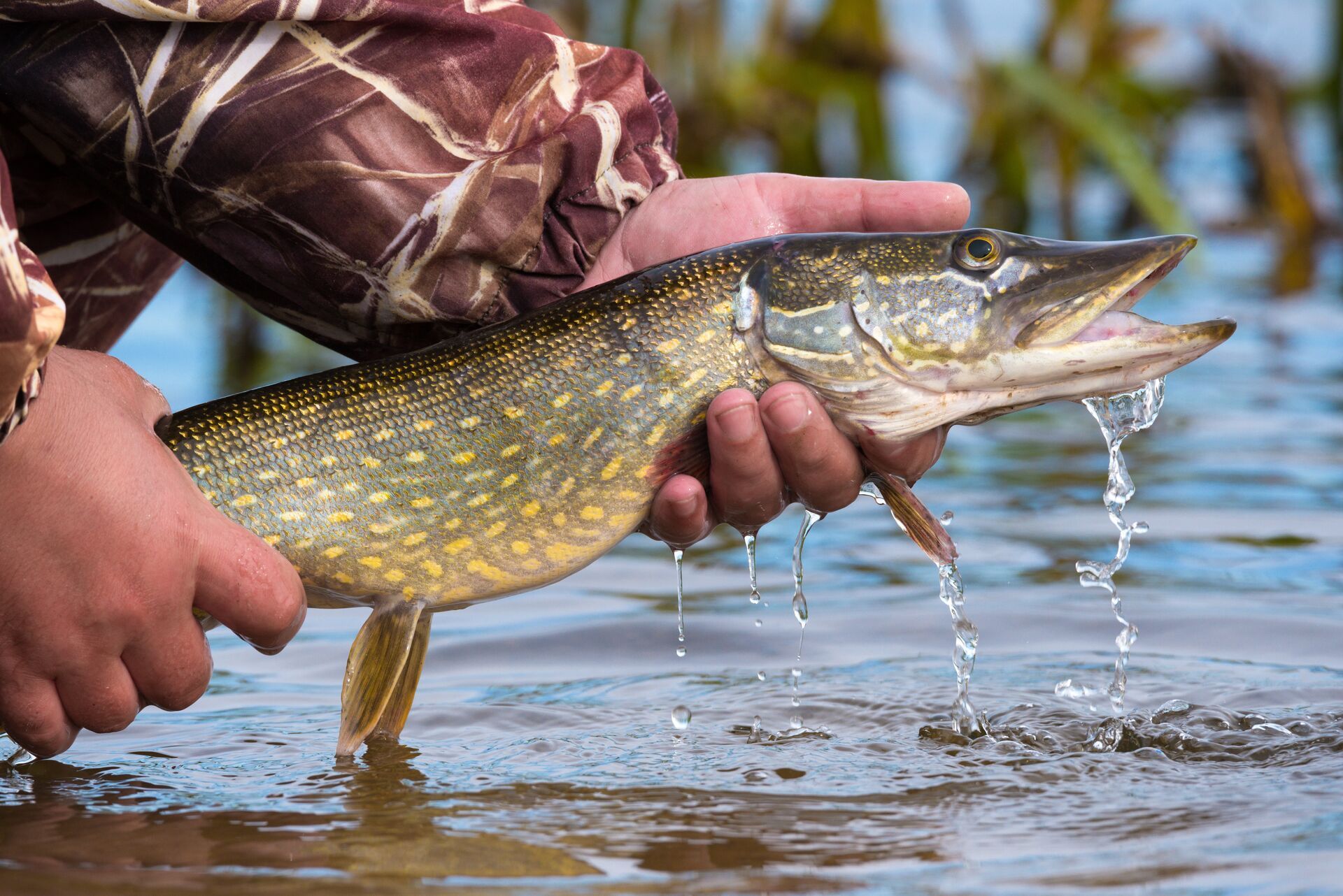 When Is Fishing Season for Pike Fish? | BOATERexam
